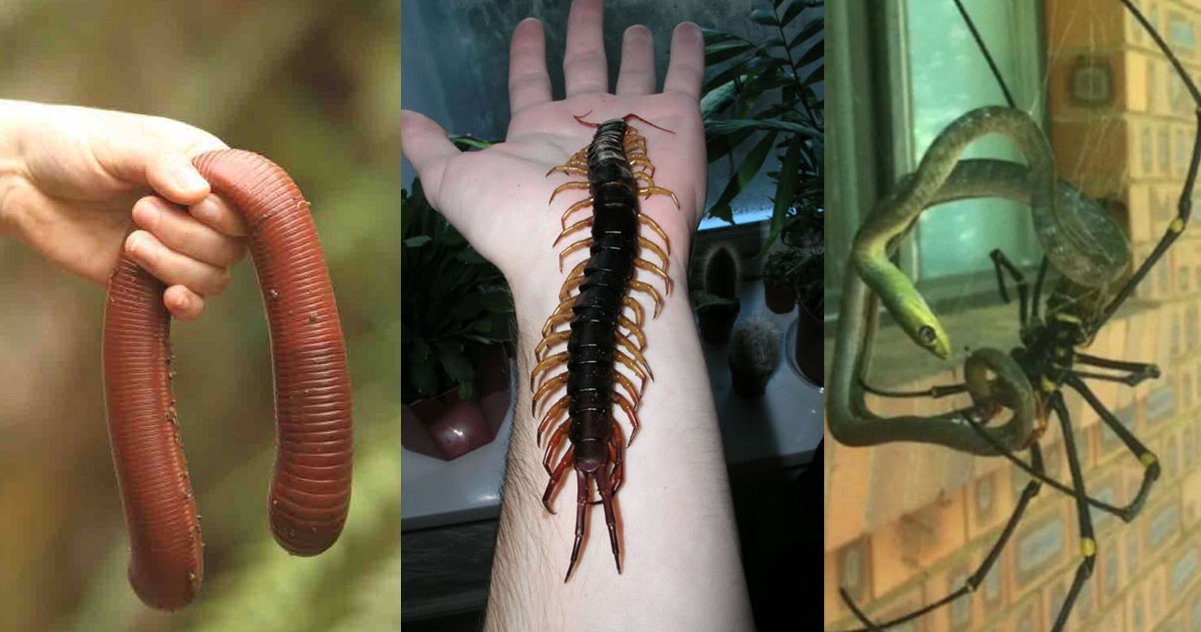 15 Of The Most Terrifying Creatures Found In Australia